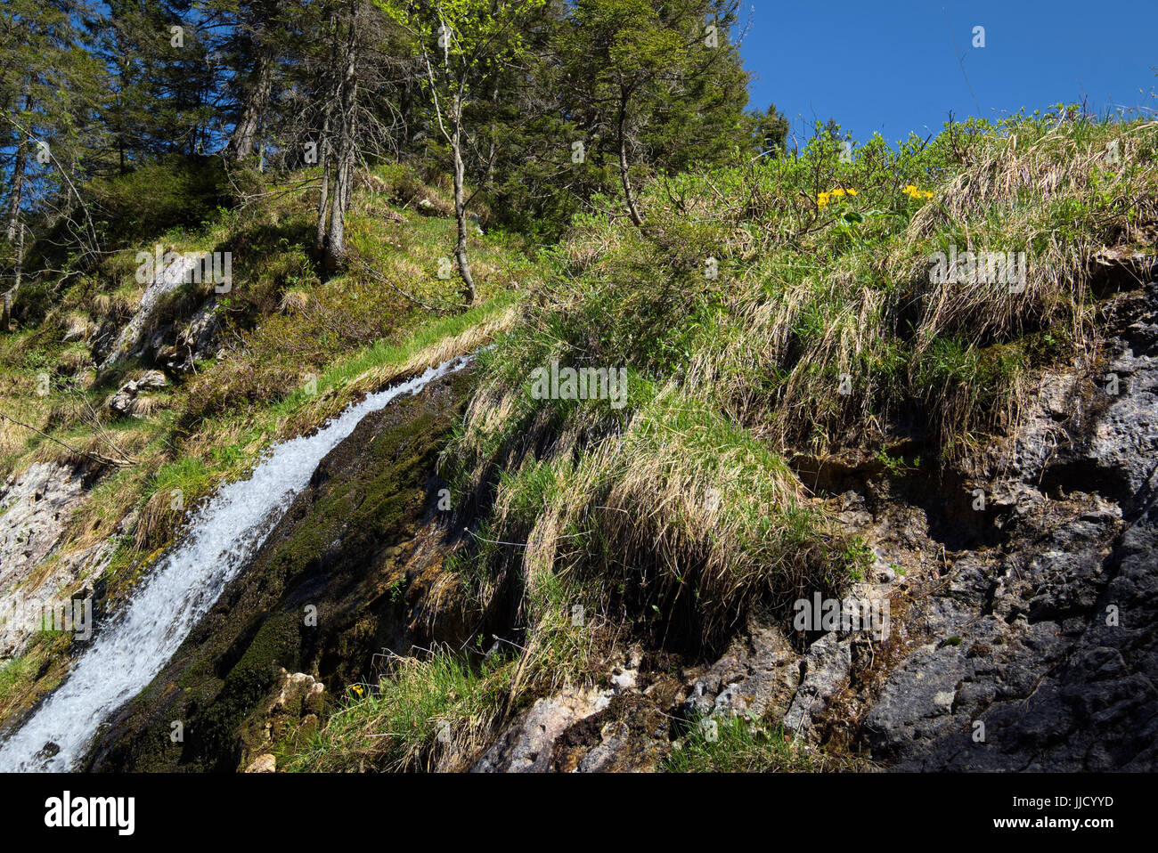 Pouring water to flowers hi-res stock photography and images - Alamy