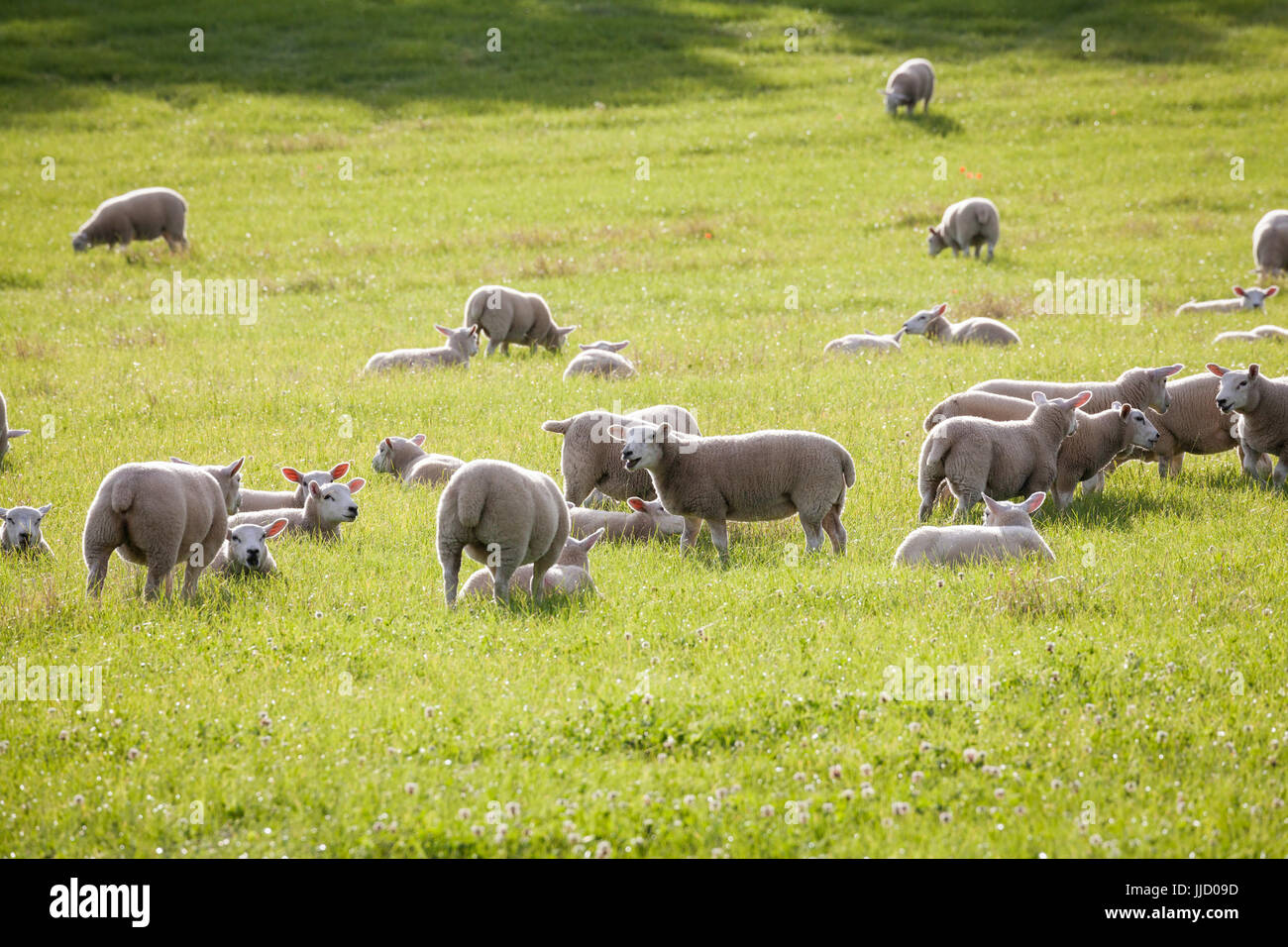 Sheep droppings hi-res stock photography and images - Alamy