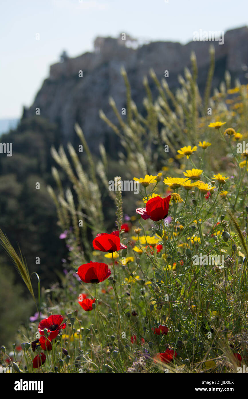 Spring flowers on the Acropolis, Athens, Greece Stock Photo - Alamy