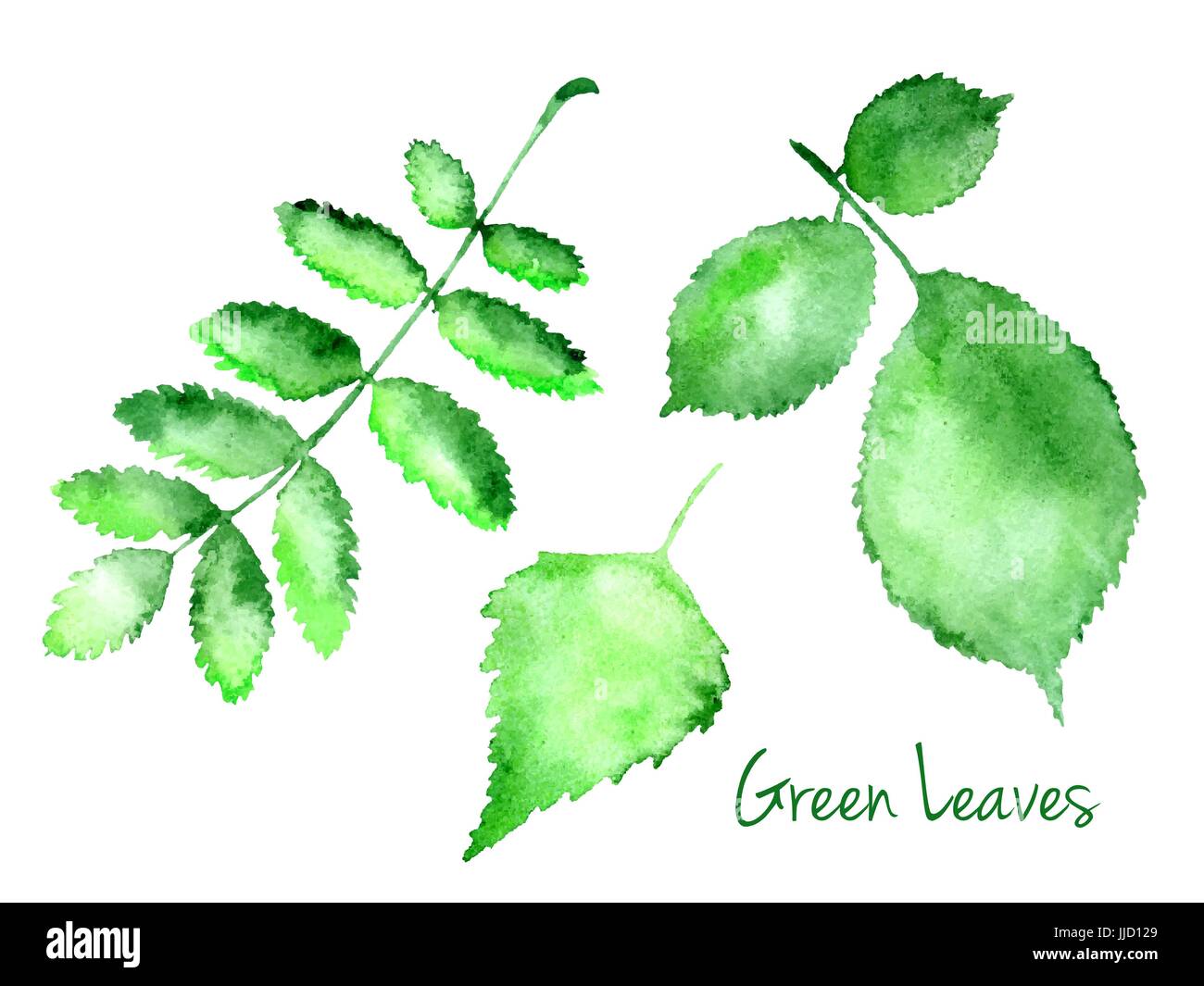 Set of green vector abstract watercolor leaves hazel, birch, rowanberry ...