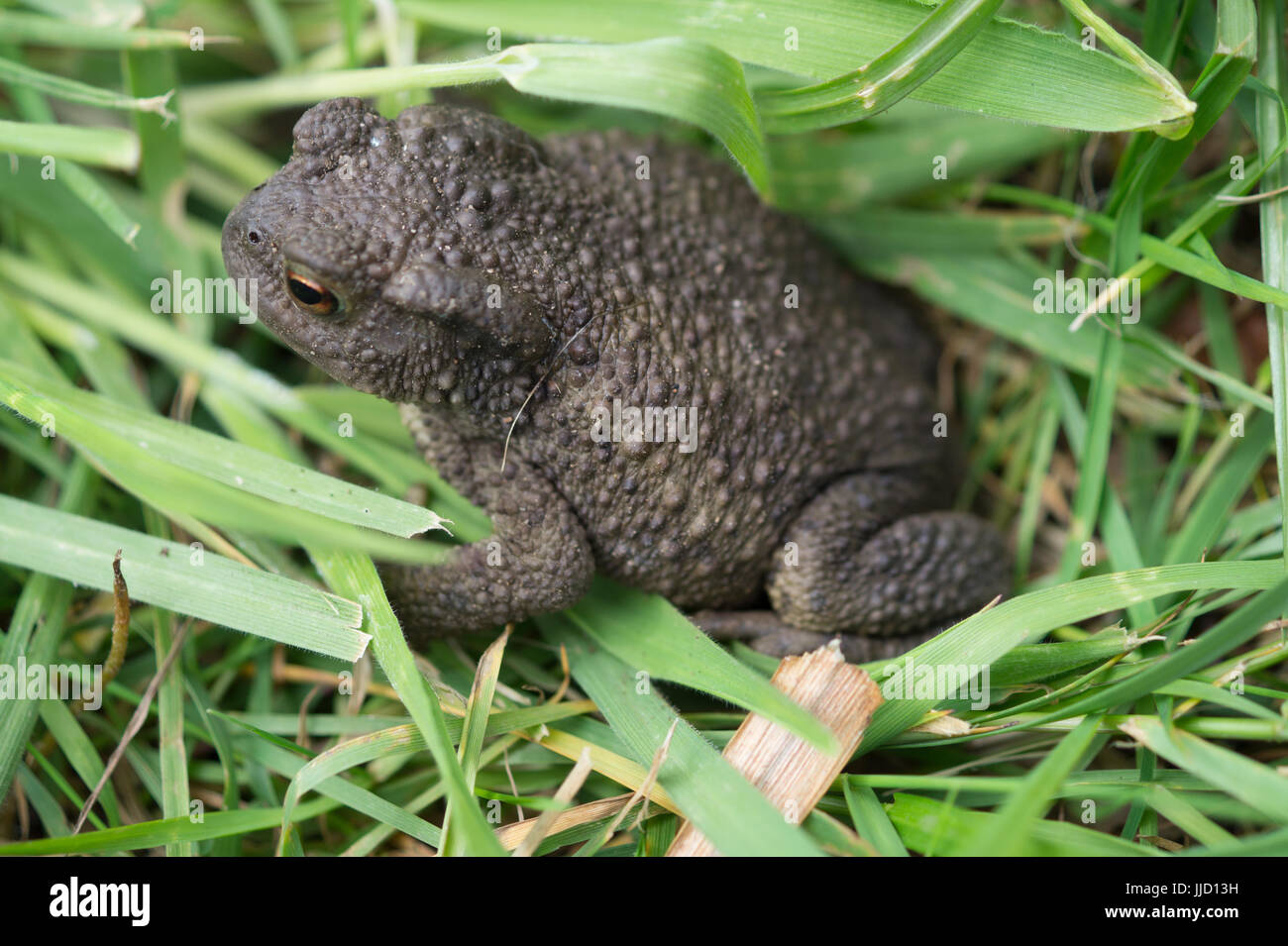 Toad in grass Stock Photo - Alamy