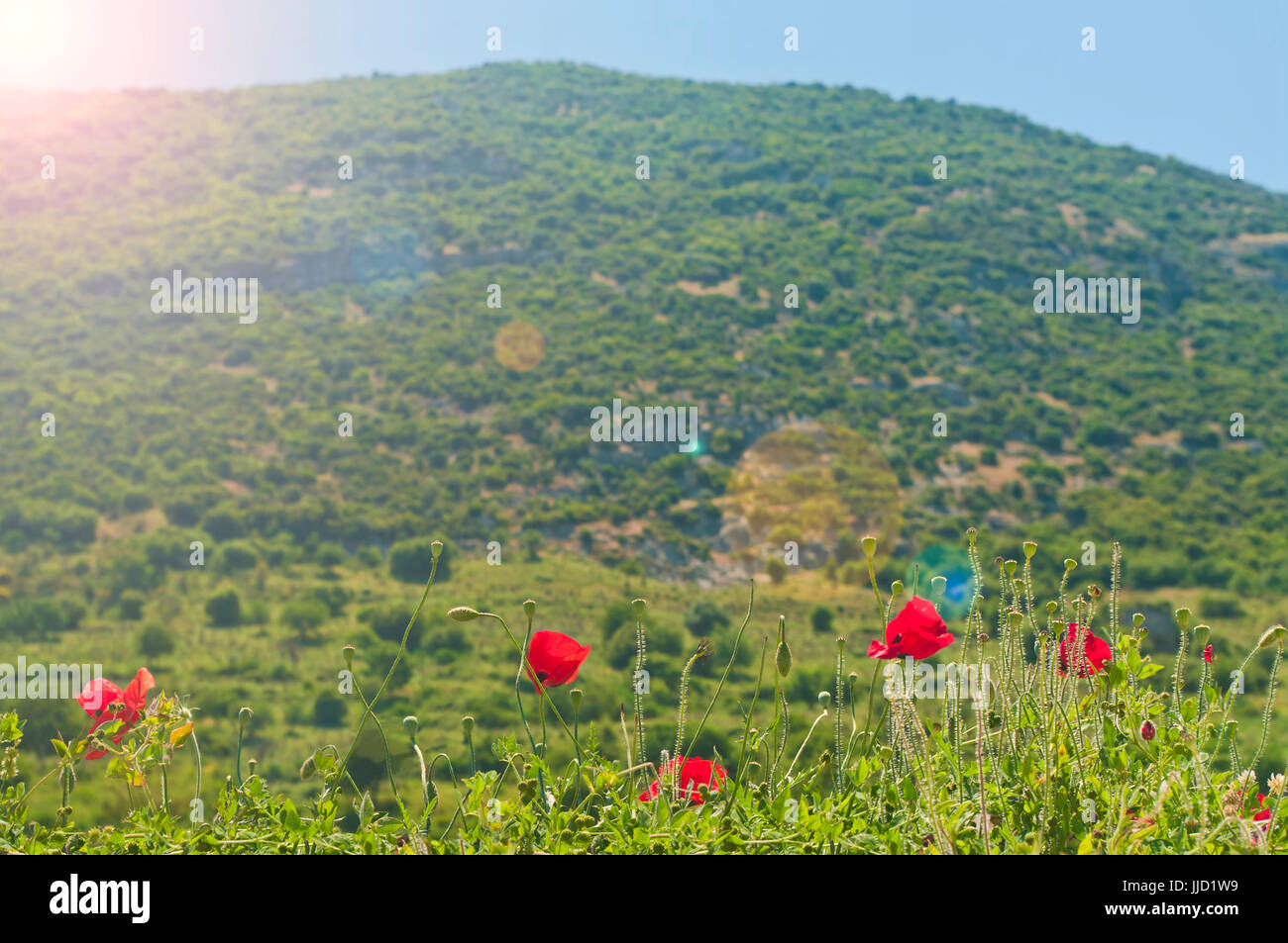 Red poppy flowers hi-res stock photography and images - Alamy