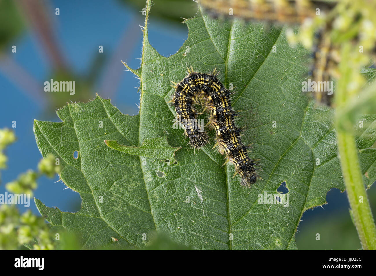 Kleiner fuchs raupe hi-res stock photography and images - Alamy