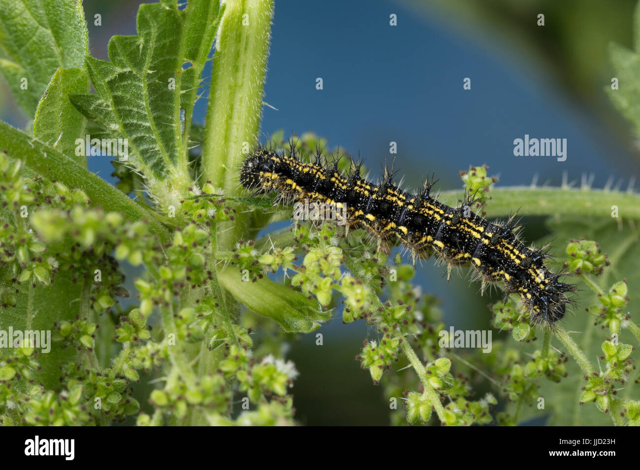 Kleiner Fuchs, Raupe frisst an Brennnessel, Aglais urticae, Nymphalis ...