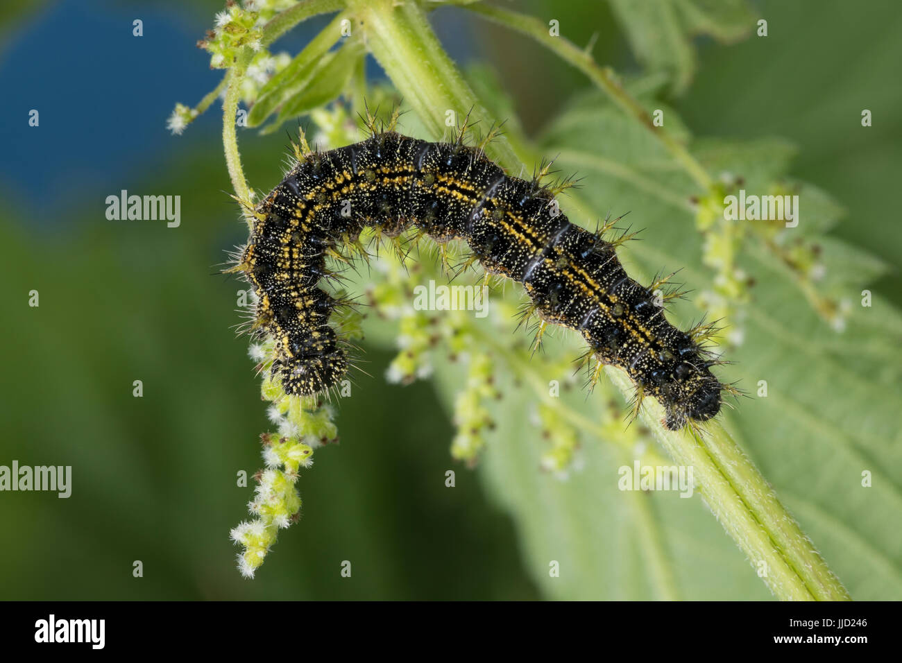 Kleiner Fuchs, Raupe frisst an Brennnessel, Aglais urticae, Nymphalis ...