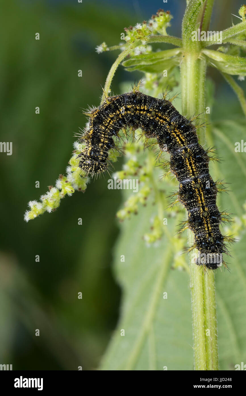 Kleiner Fuchs, Raupe frisst an Brennnessel, Aglais urticae, Nymphalis ...