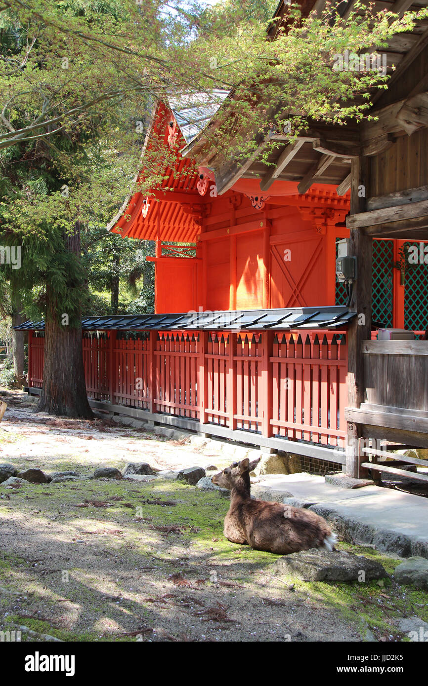 A shintoist temple (Omoto shrine) in Miyajima (Japan Stock Photo - Alamy