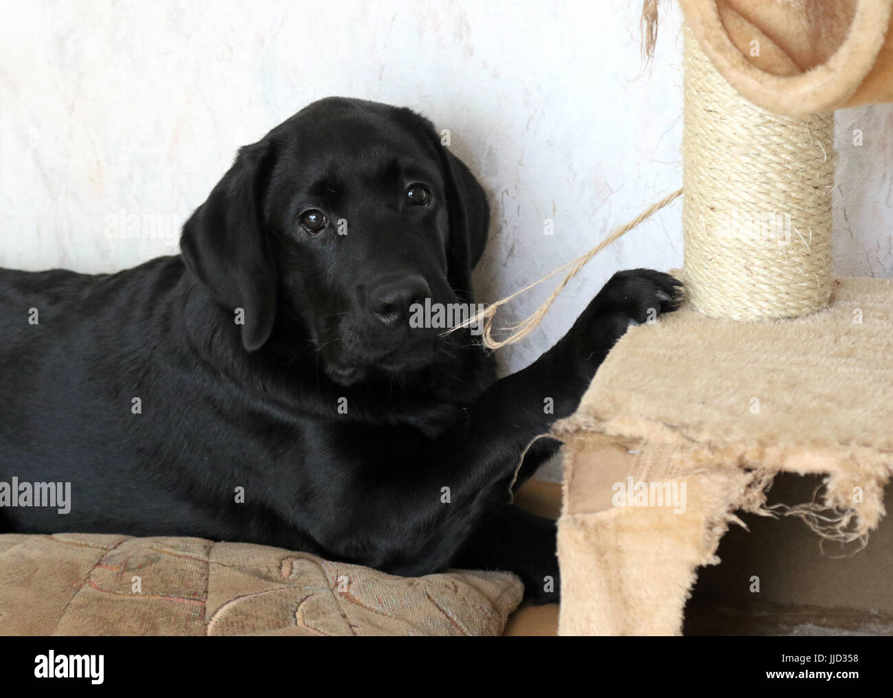 Scratching tree hi-res stock photography and images - Alamy