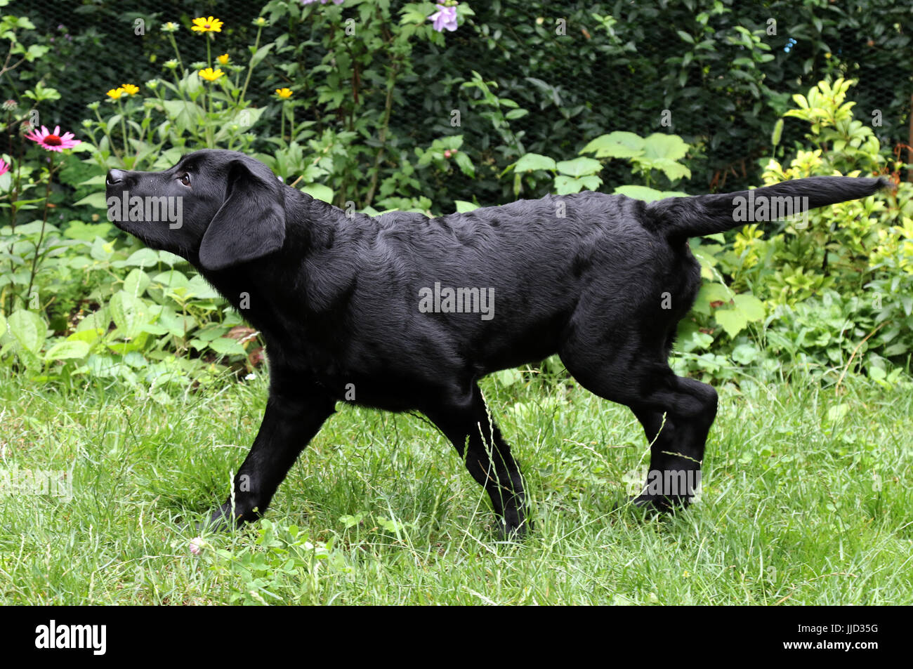 Running labrador hi-res stock photography and images - Alamy