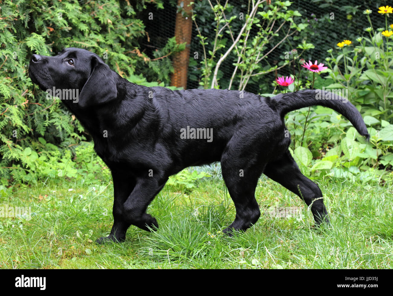 Running labrador hi-res stock photography and images - Alamy