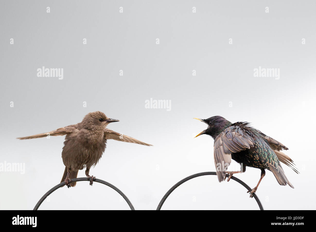 Baby starling hi-res stock photography and images - Alamy