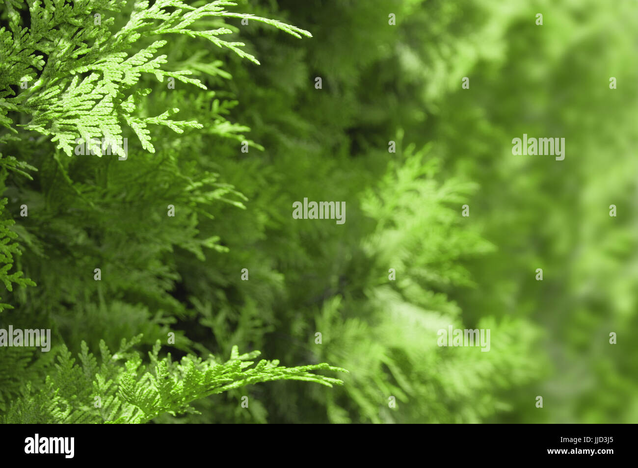 Abstract greenery background of Thuja trees leaves Stock Photo - Alamy
