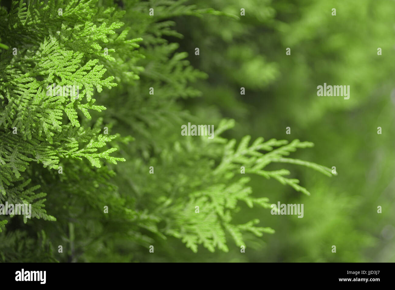 Abstract greenery background of Thuja trees leaves Stock Photo - Alamy