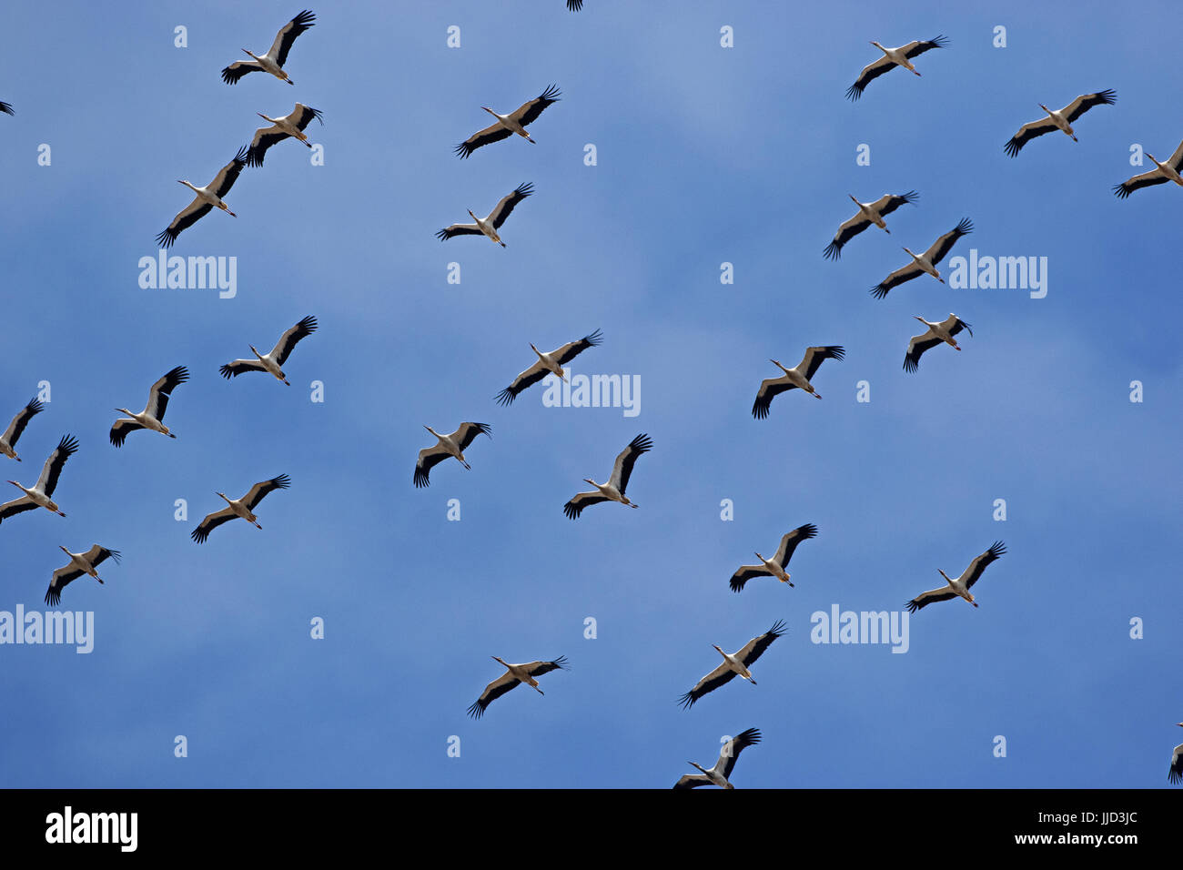 White storks Ciconia ciconia on migration to africa Stock Photo - Alamy