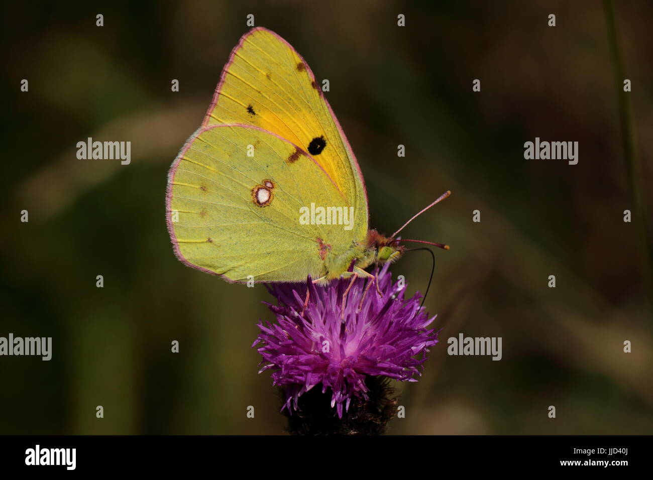 Clouded yellow butterflies uk hi-res stock photography and images - Alamy