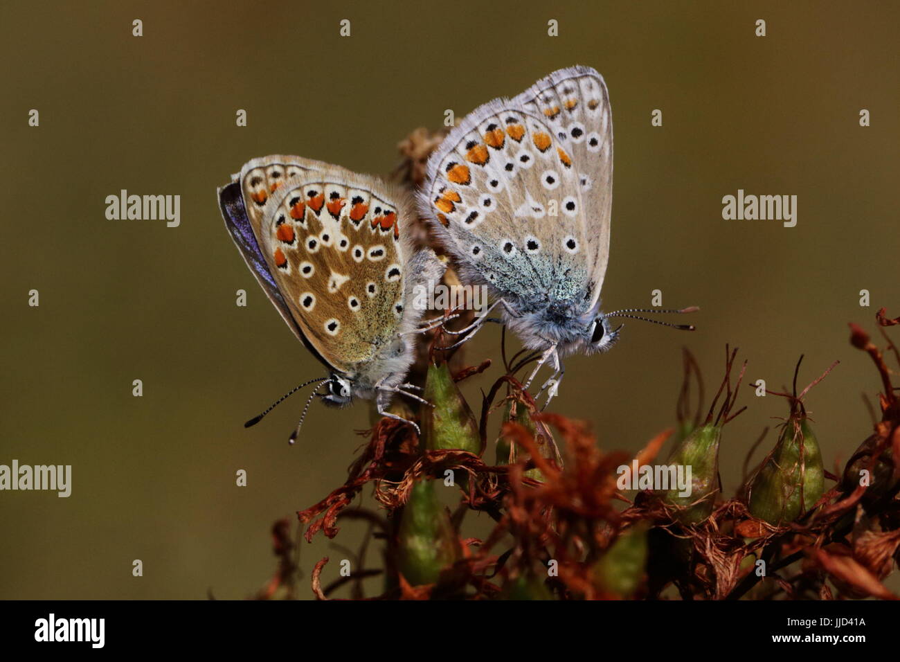 Pairing Of Butterflies High Resolution Stock Photography and Images - Alamy