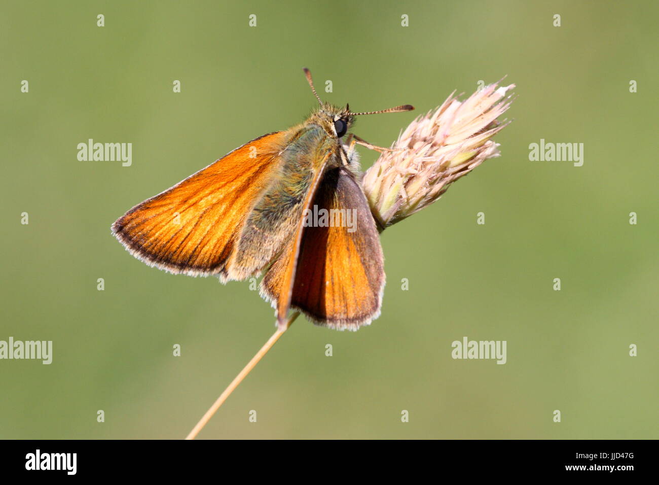 Female Small Skipper Butterfly Stock Photo - Alamy