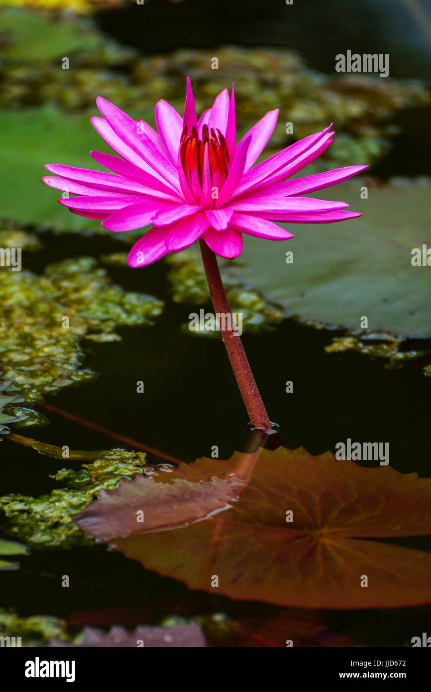 Beautiful pink lotus flower in water Stock Photo - Alamy