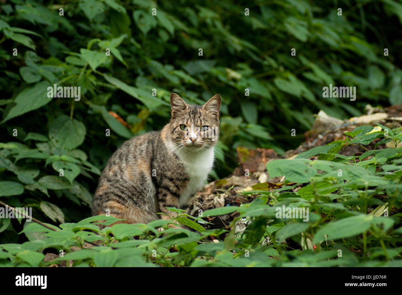 Feral cat hi-res stock photography and images - Alamy