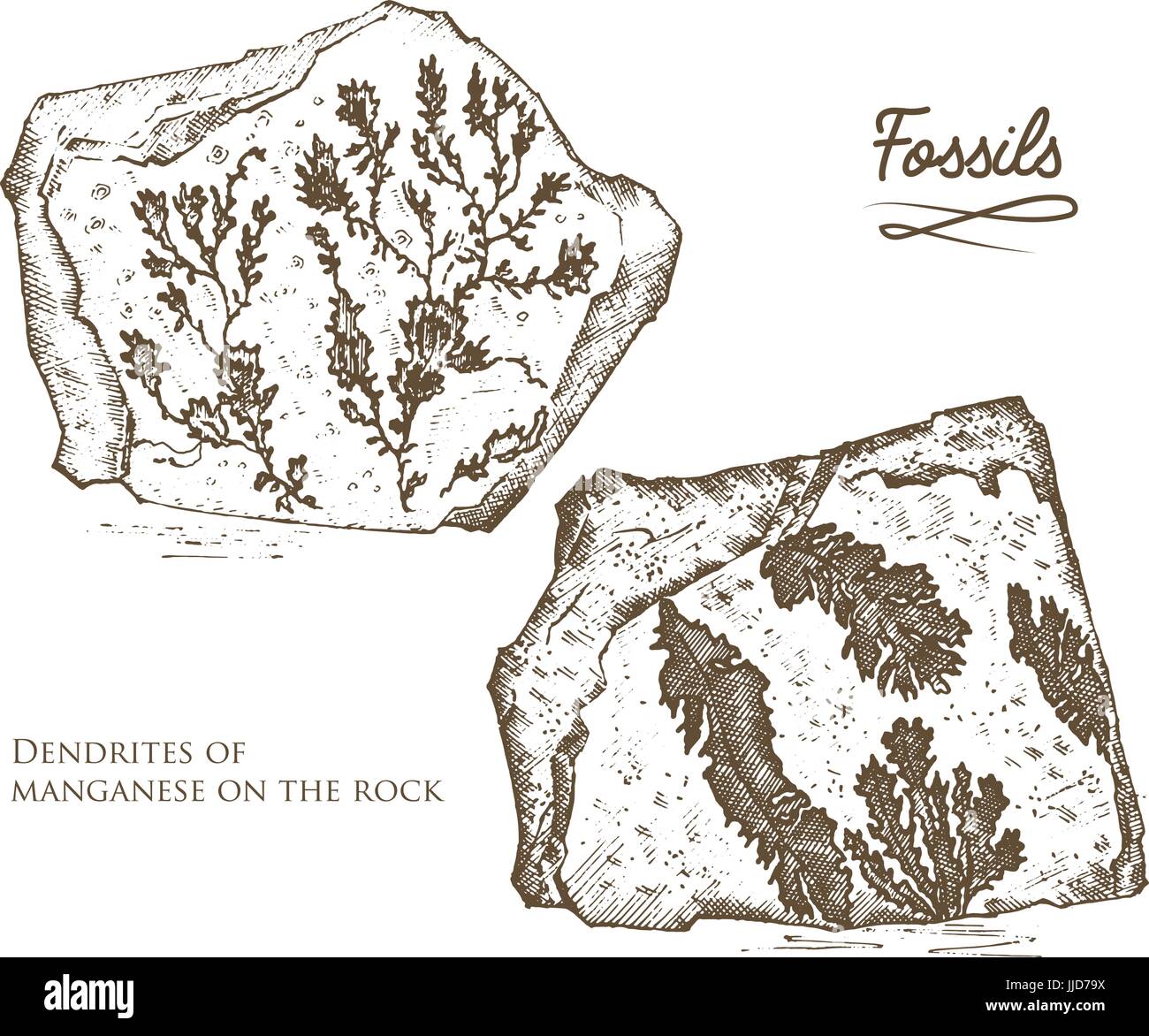 Fossilized plants, stones and minerals, crystals, prehistoric animals ...