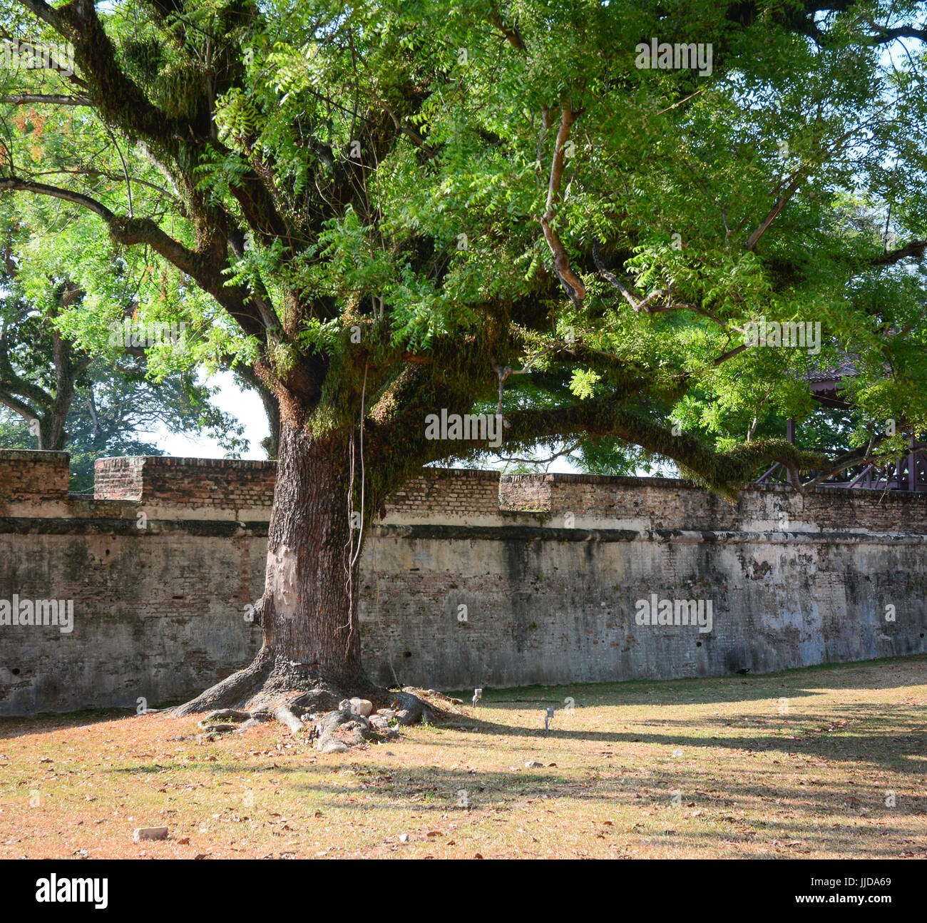 Huge tree at the public park in Penang, Malaysia Stock Photo - Alamy