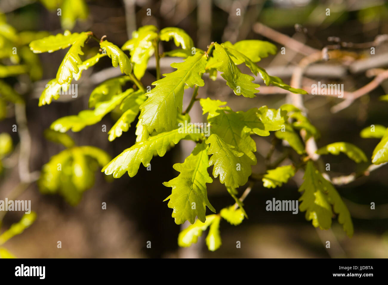 Young spring leaves on hi-res stock photography and images - Alamy