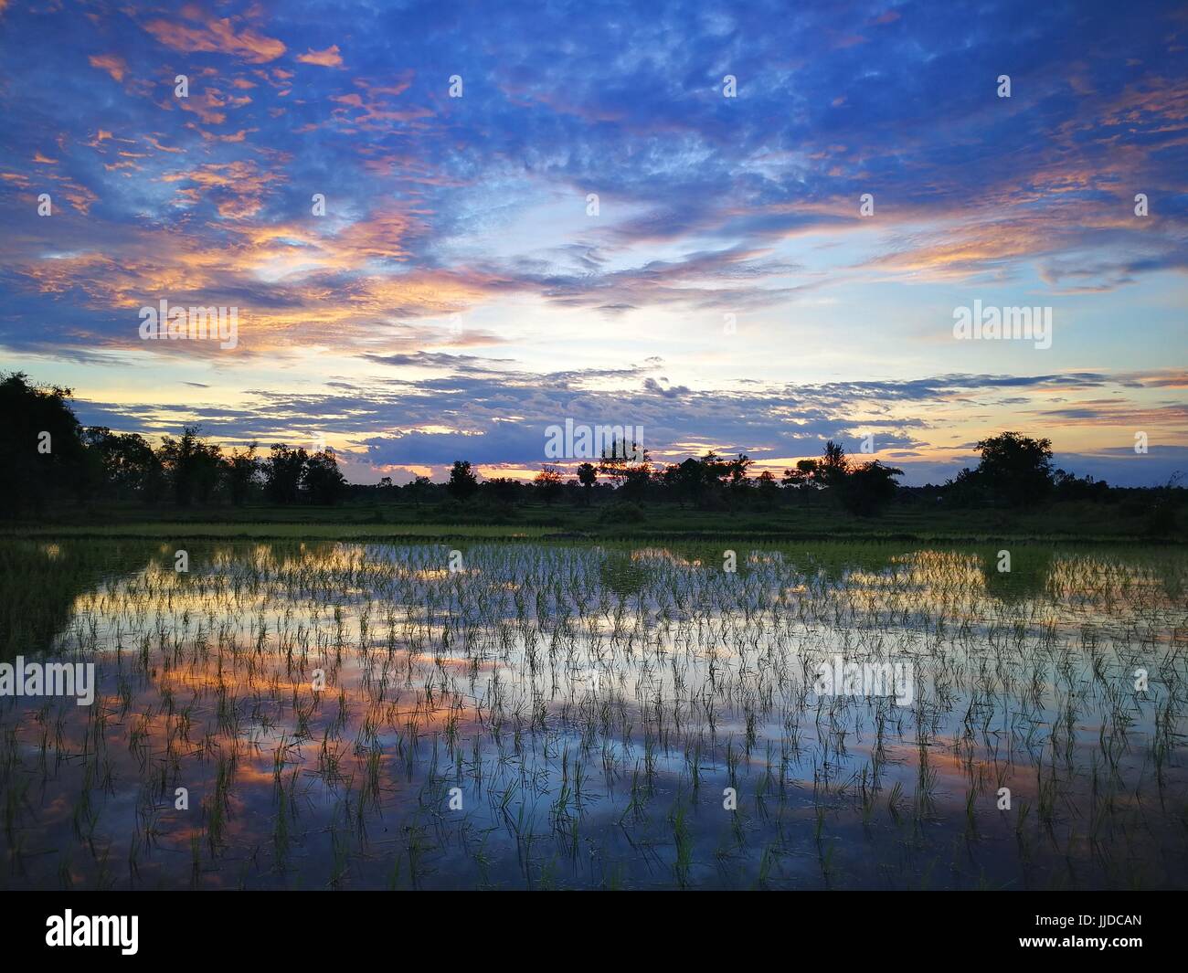 Rice field in the countryside of Thailand during dramatic sunset Stock ...