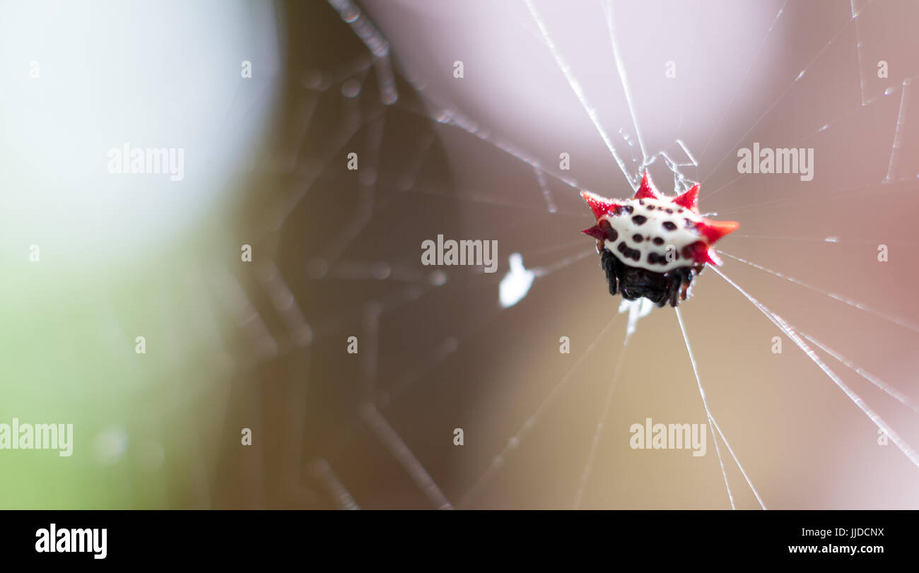 Spiny orb-weavers spider in Florida Stock Photo - Alamy
