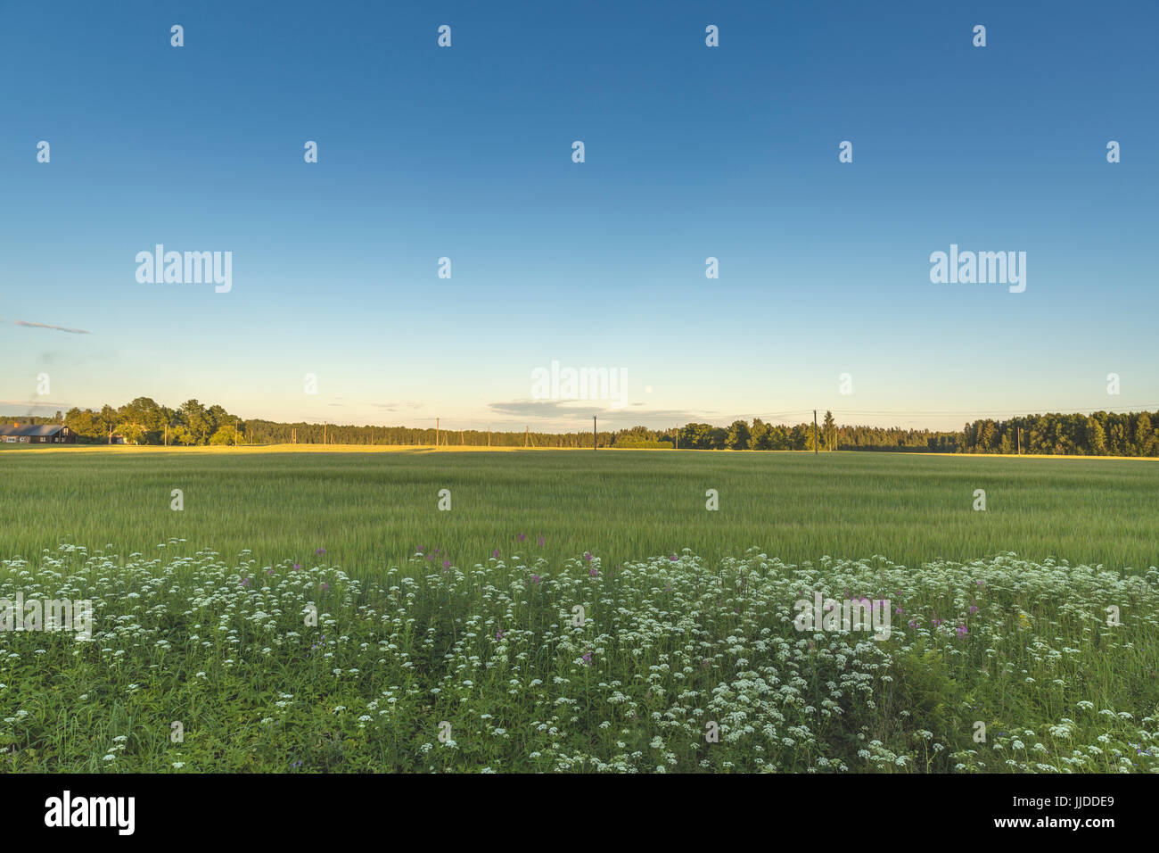 Country side landscape view over meadow Stock Photo - Alamy