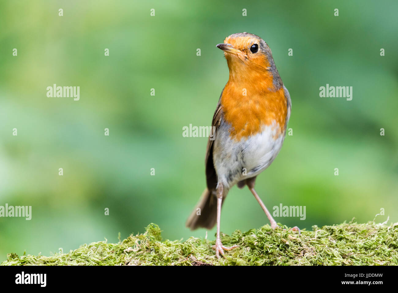 Robin Wales High Resolution Stock Photography and Images - Alamy