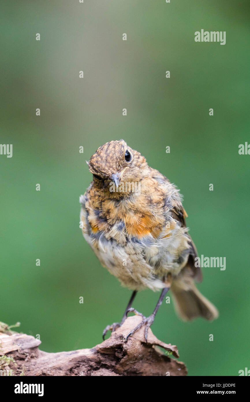 Juvenile robin in mid wales hi-res stock photography and images - Alamy