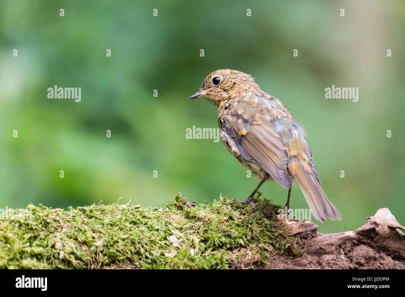 A fledgling robin in a mid Wales garden Stock Photo - Alamy