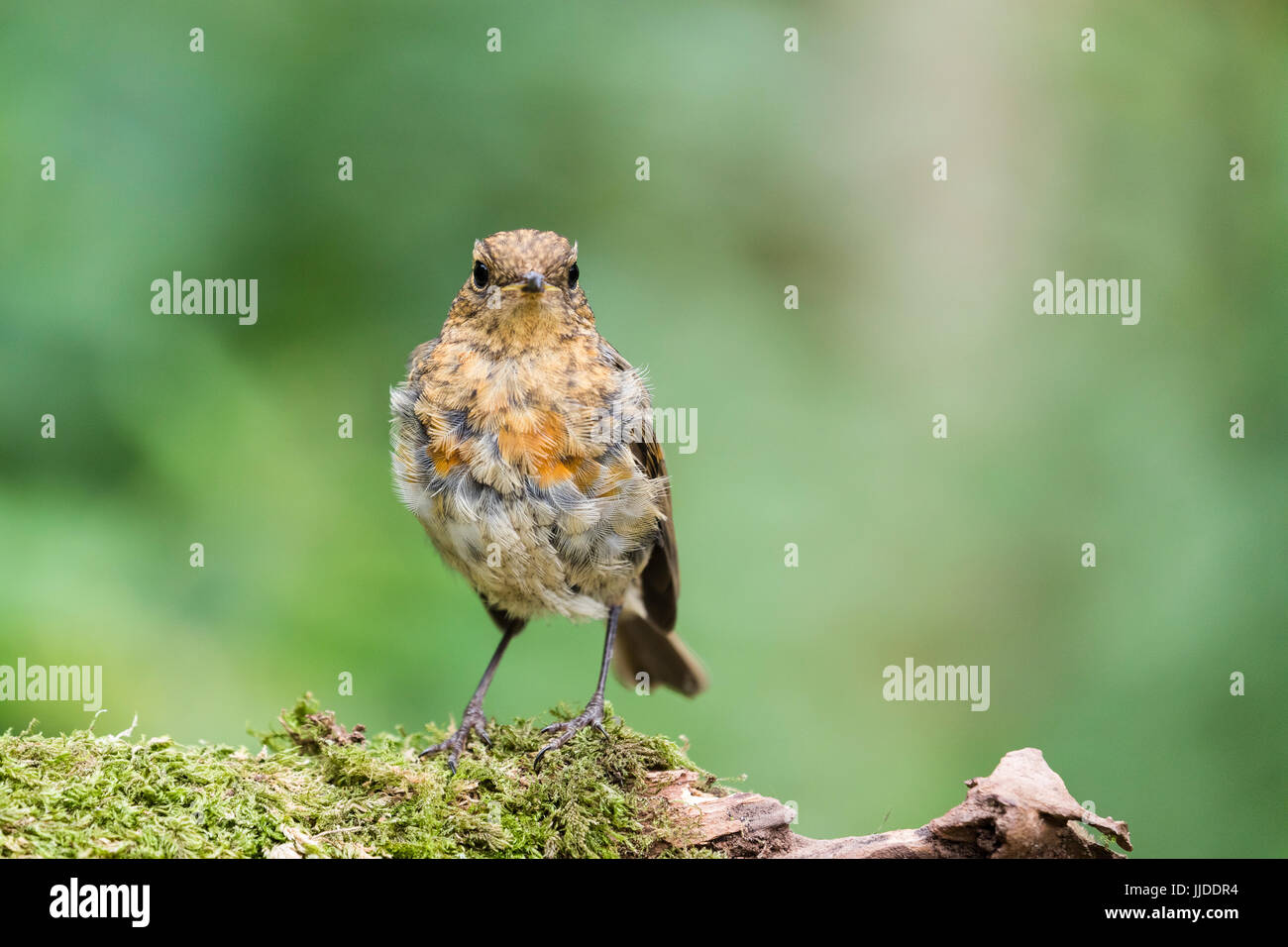 Juvenile robin in mid wales hi-res stock photography and images - Alamy