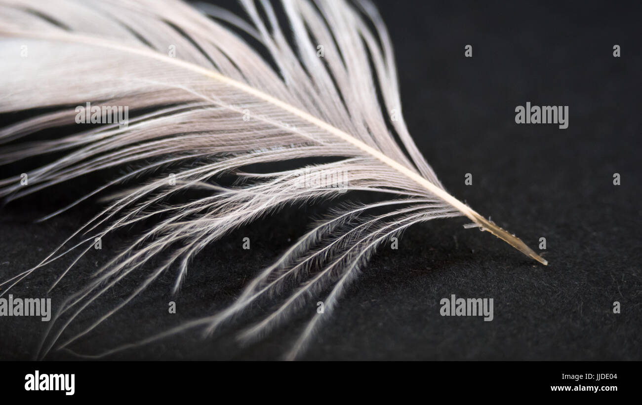 Feather barbs hi-res stock photography and images - Alamy