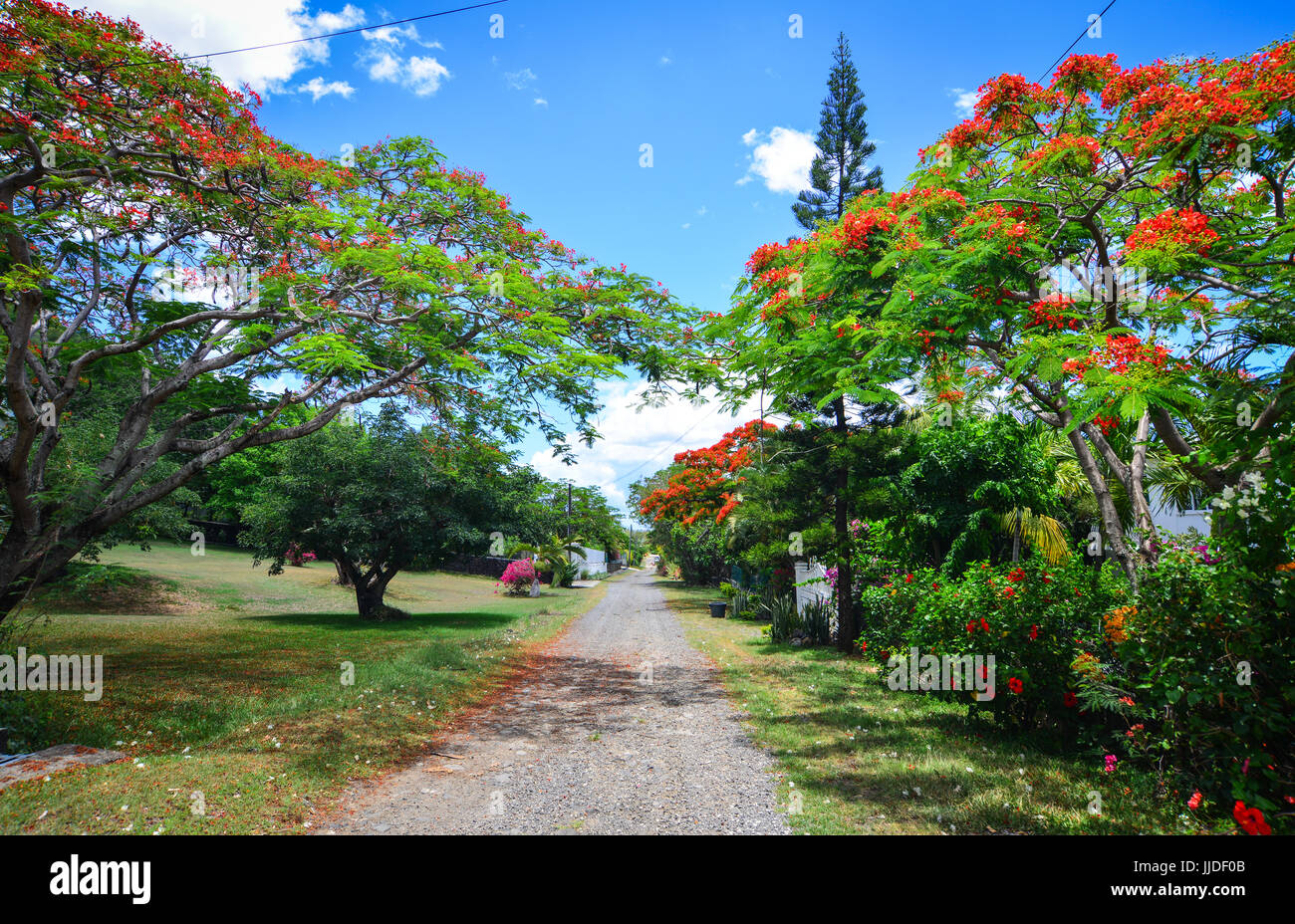 Mauritius flamboyant tree flame tree hi-res stock photography and ...