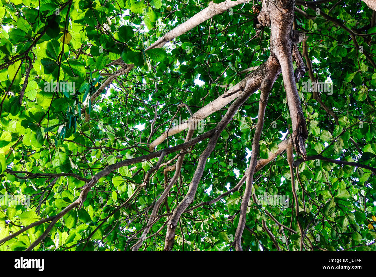 Terminalia catappa tree with green leaves at sunny day. Close up Stock ...