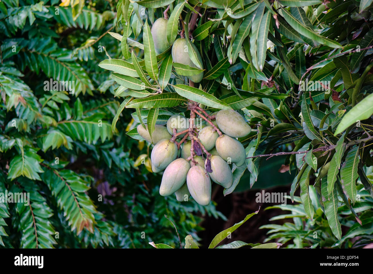 Bunches of green unripe mango fruits hanging from lush tree Stock Photo ...