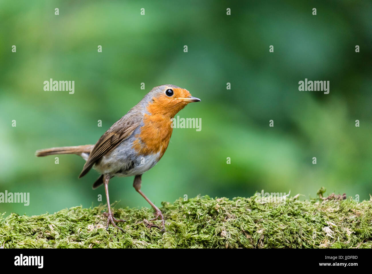 A robin in a mid Wales garden Stock Photo - Alamy