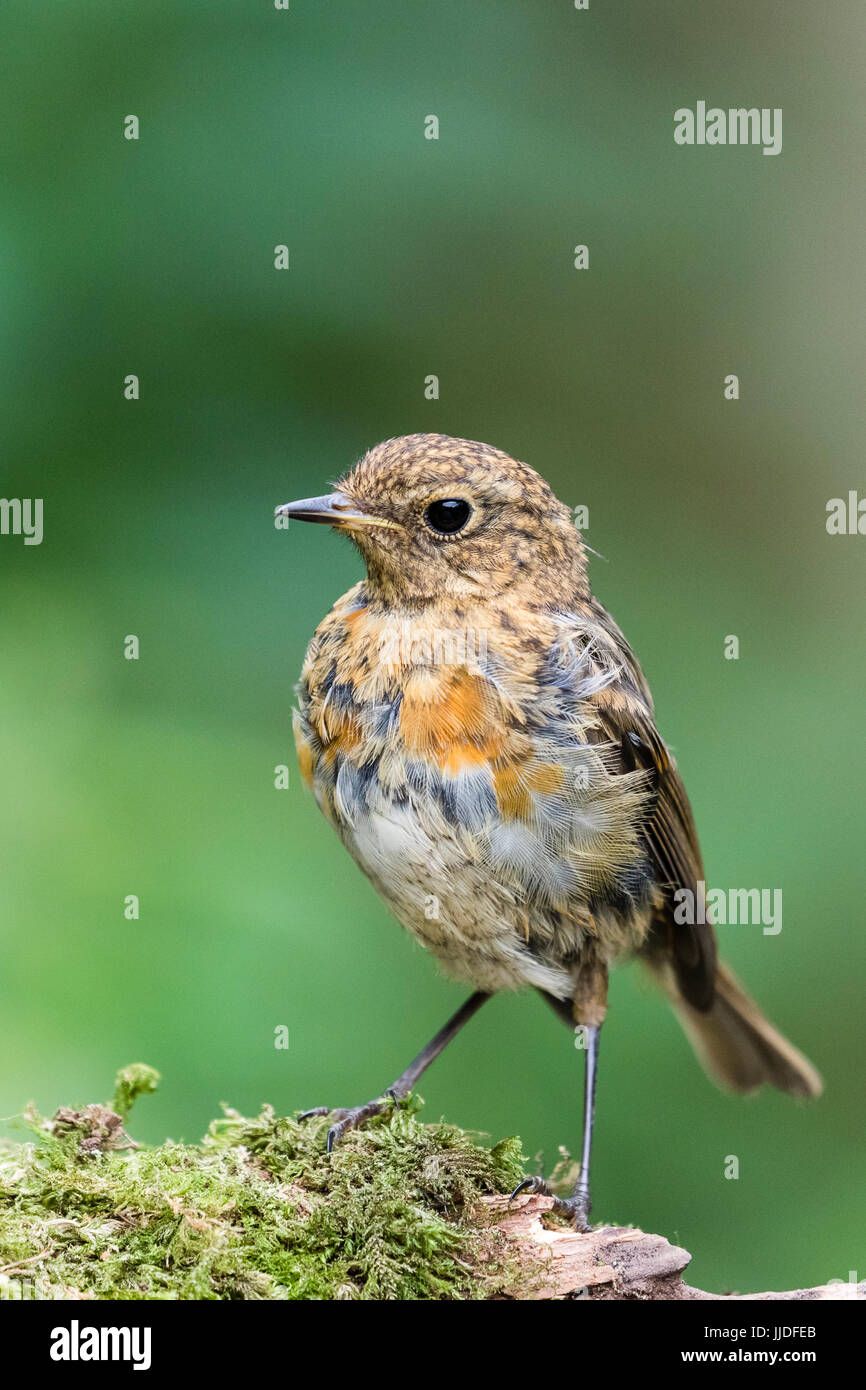 A fledgling robin in a mid Wales garden Stock Photo - Alamy
