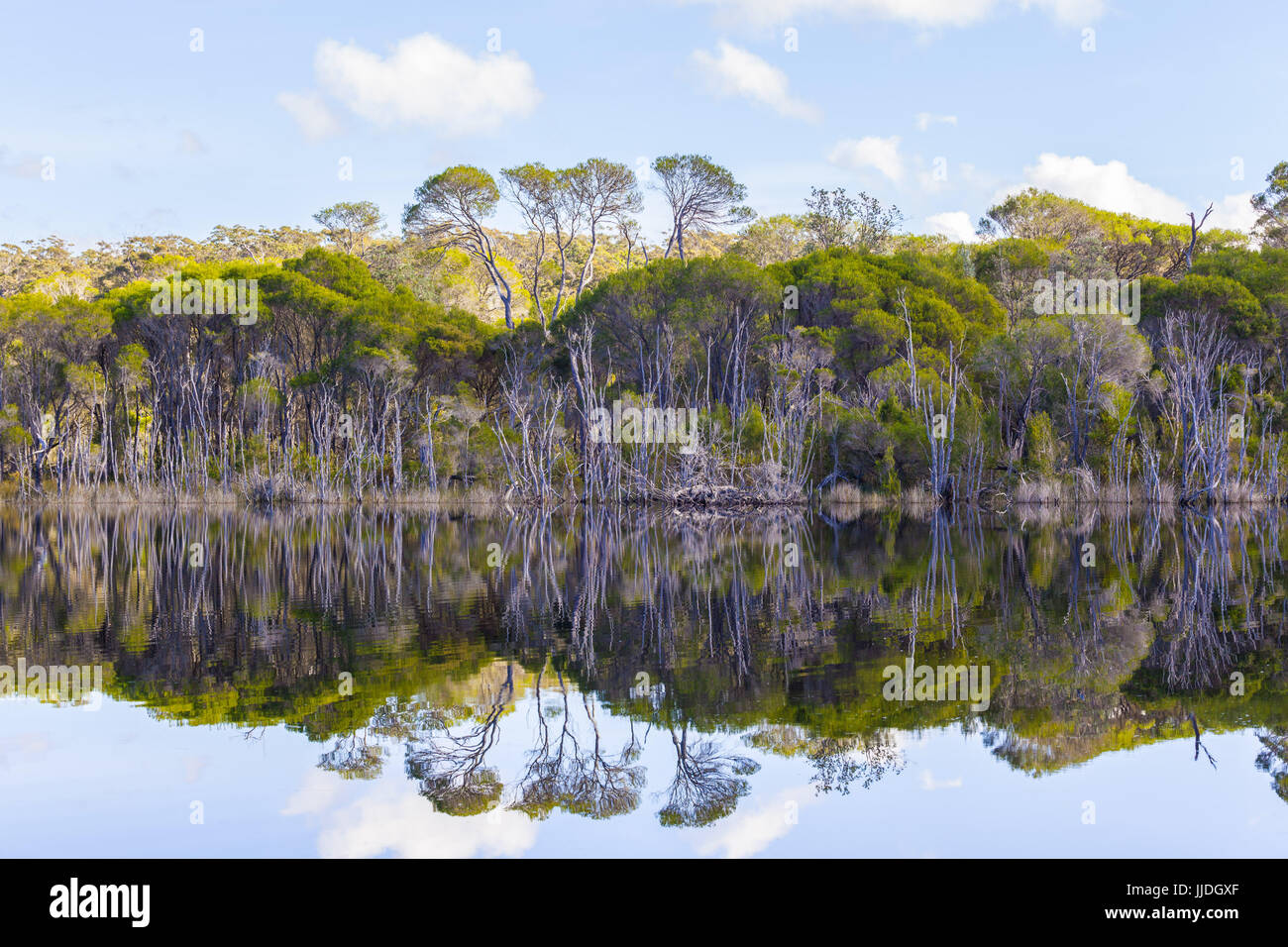 Swamp paperbark trees growing on banks of Wallagaraugh river with ...