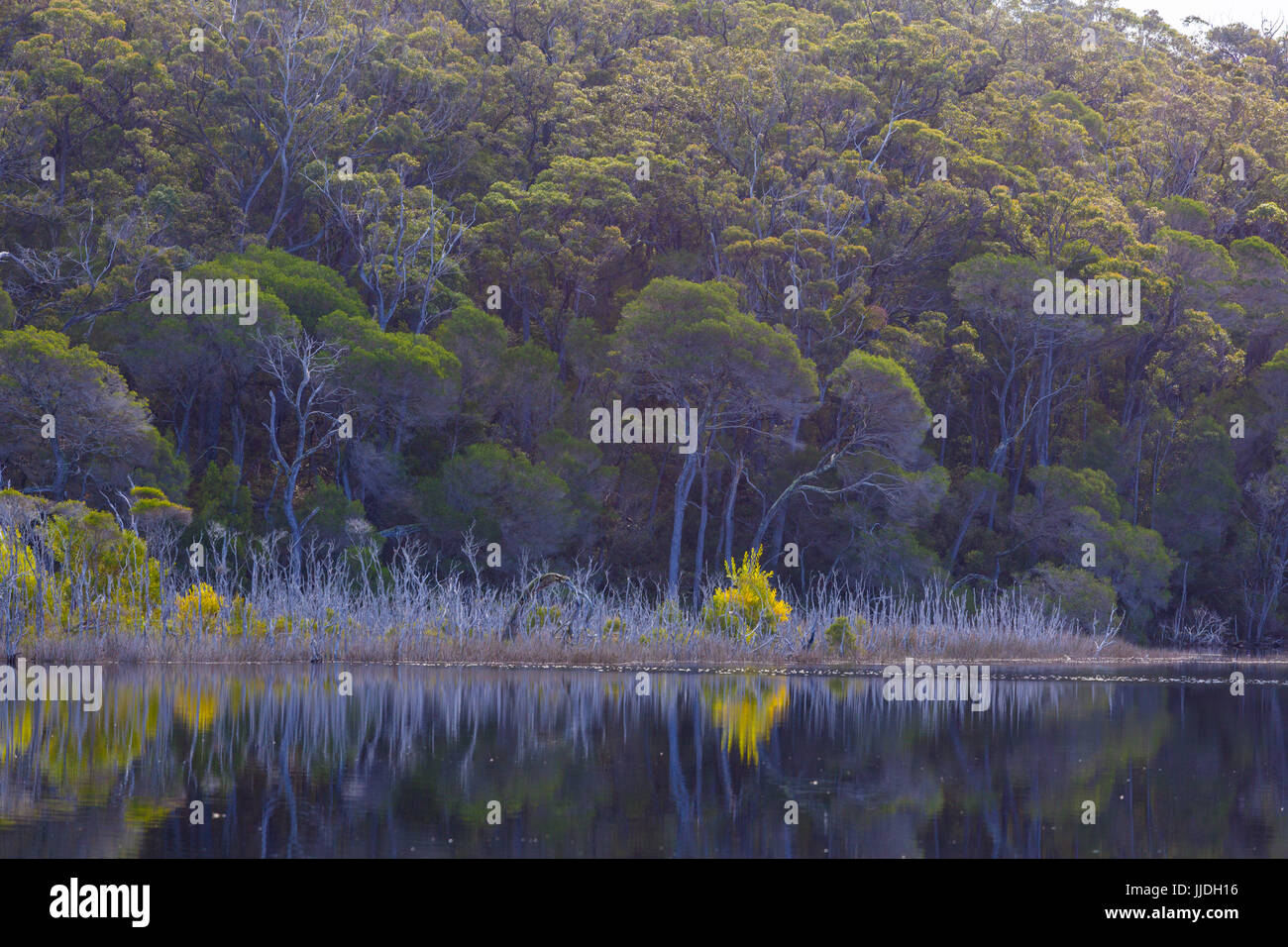 Australia native trees hi-res stock photography and images - Alamy