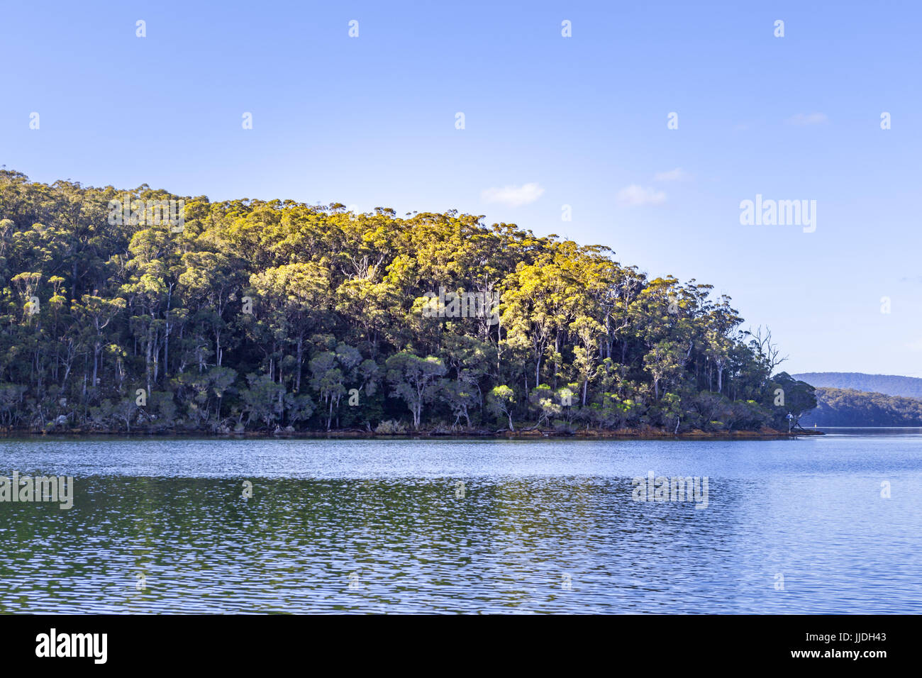 Paperbark tree trees hi-res stock photography and images - Alamy