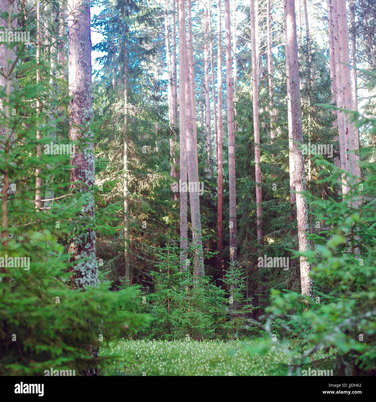 Forest. Wild plants and trees Stock Photo - Alamy