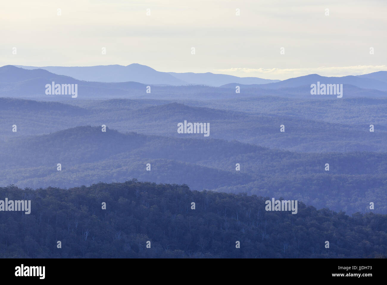 Australian native forests hi-res stock photography and images - Alamy