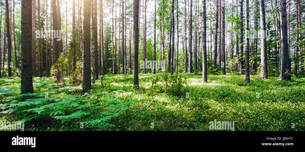 Beautiful wild forest Stock Photo - Alamy