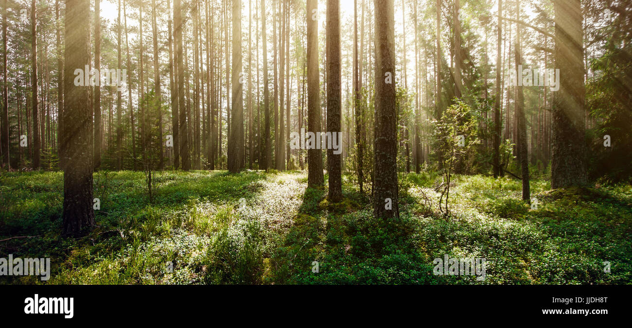 Forest. Wild plants and trees Stock Photo - Alamy
