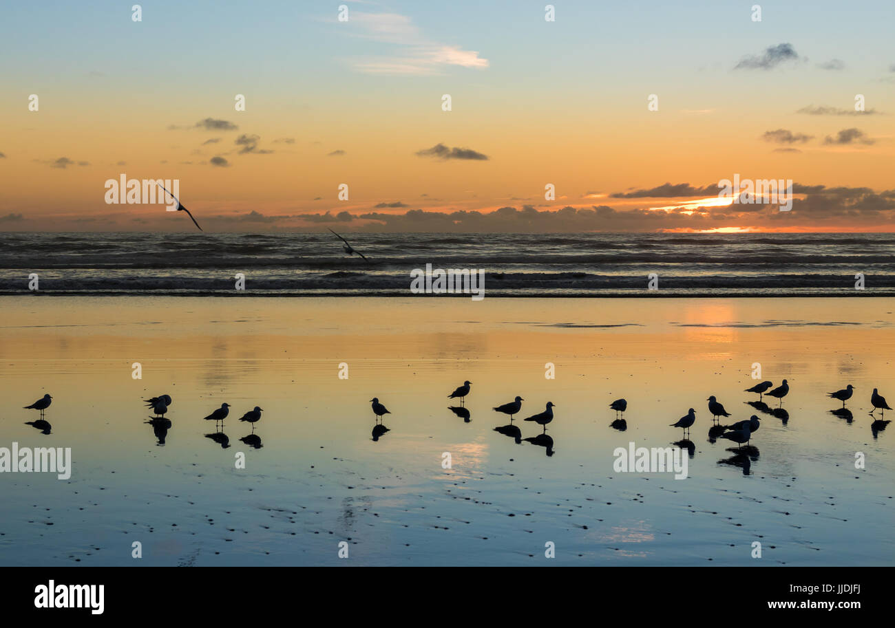 Sea gulls at Foxton Beach New Zealand as the sun goes down Stock Photo ...