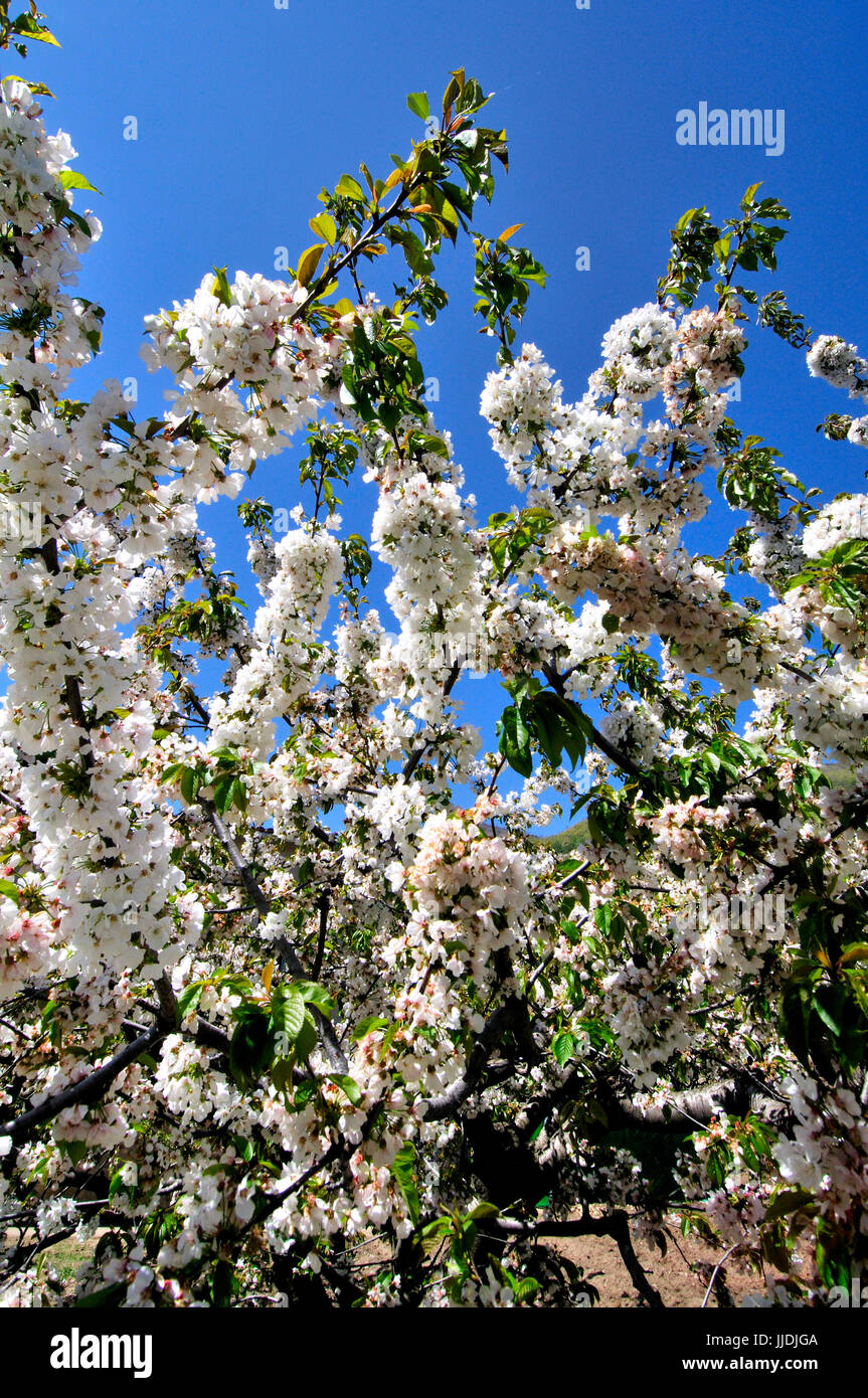 Flowering sweet cherries Stock Photo - Alamy