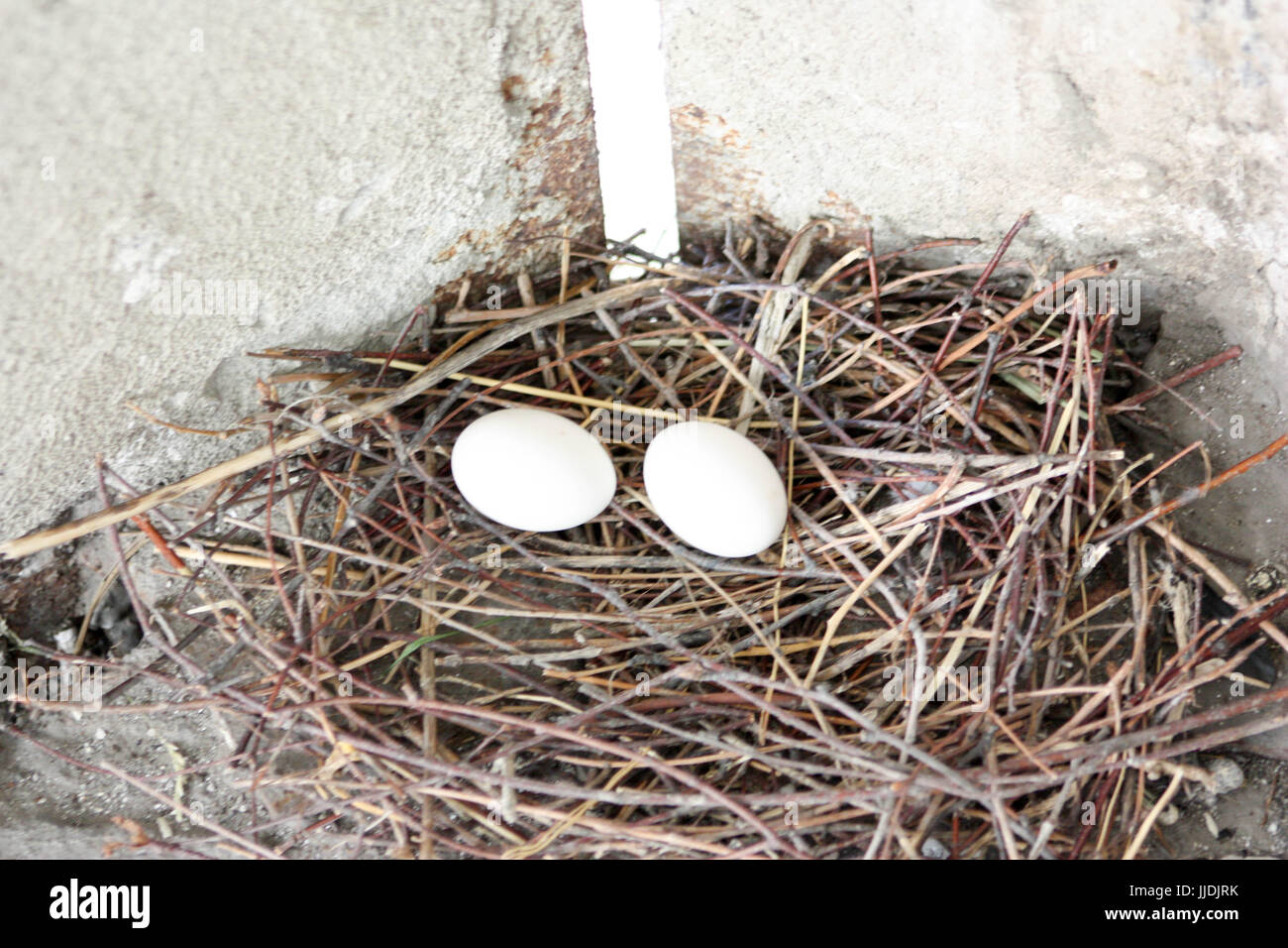 Pigeon eggs in the nest, two pieces. Photo for your design Stock Photo ...