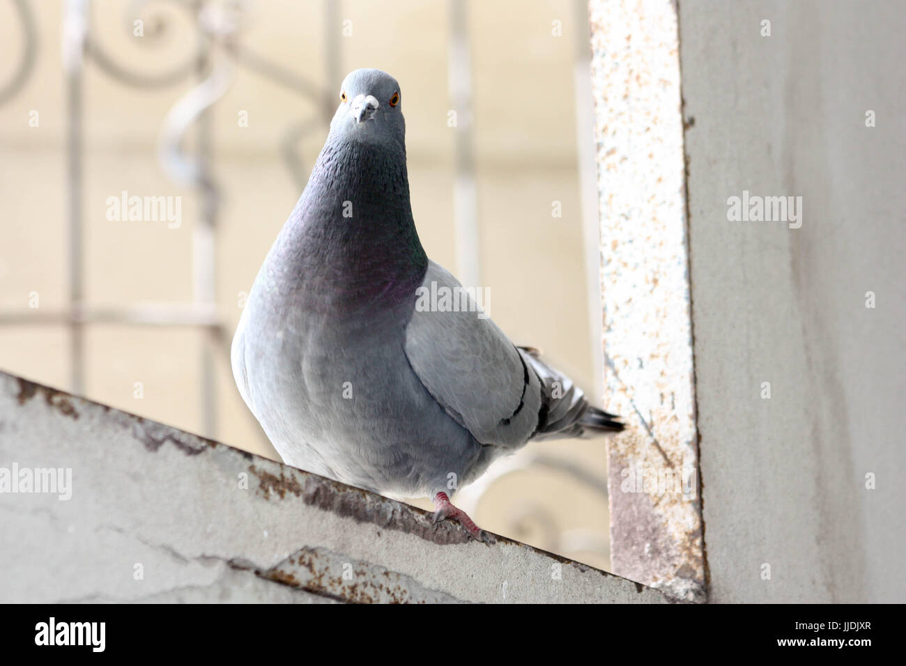 Biton hi-res stock photography and images - Alamy